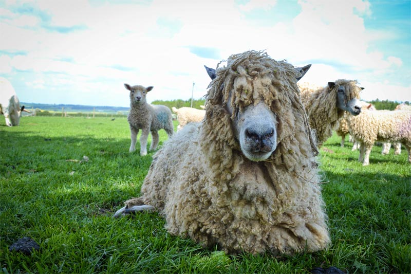 Cotswold Farm Park